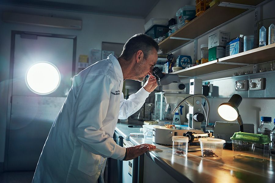 Glenn King using a microscope to examine a large, hairy spider. Other ...